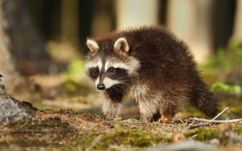 How To Identify Raccoon Scat What Does Raccoon Scat Look Like How To Identify Raccoon Scat What Does Raccoon Scat Look Like