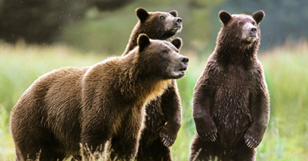 {The 8} Best Charge-Stopping Bear Cartridges To Buy [September Tested]